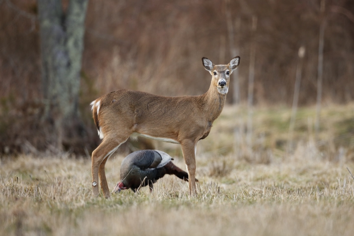 Rare, Loving Moment Between Deer and Turkey Captured in Heartwarming ...
