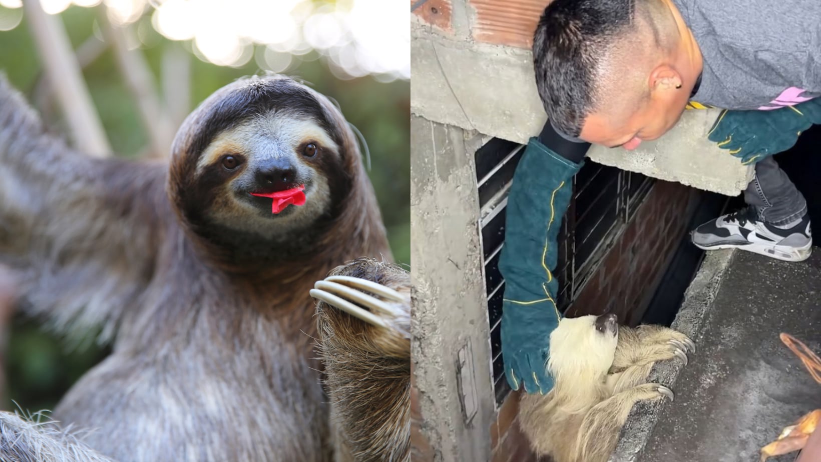 Oso Perezoso queda atrapado en una losa y demuestra que puede ser más ...