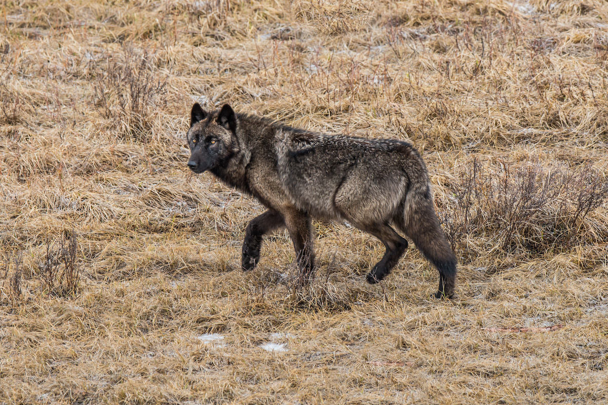 Yellowstone Visitors Left Horrified After a Man Approaches a Pack of Wolves