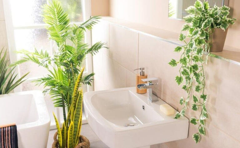 Ola de calor en México: 5 plantas de interior para refrescar el hogar ...
