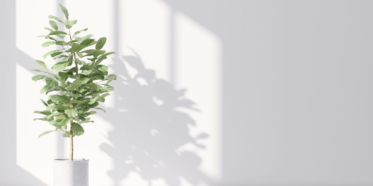 How to Care for Your Fiddle Leaf Fig Plant (Because They're Notoriously ...