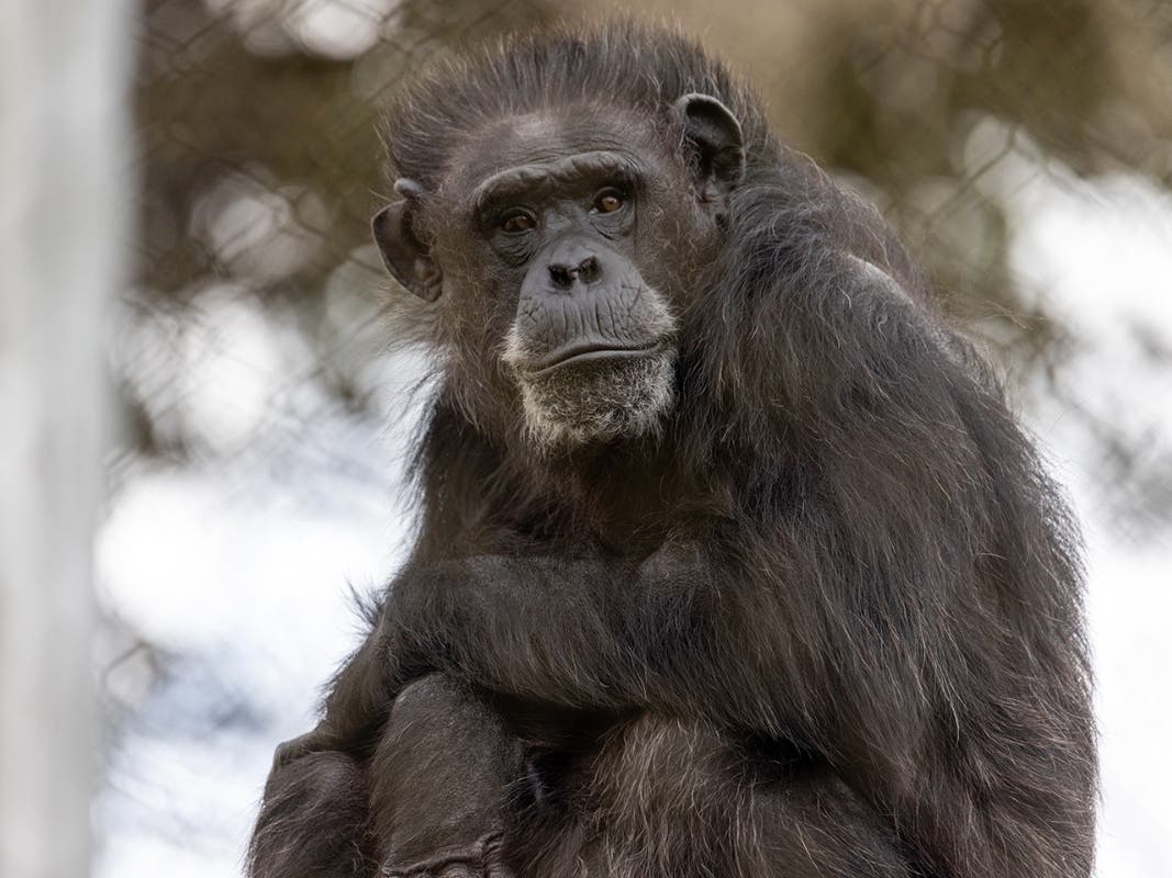 SF Zoo Chimps Will Be Rehomed As Program Goes On Hiatus