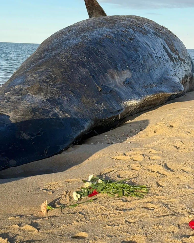 Whale washed ashore in Nantucket and officials unsure how to move it