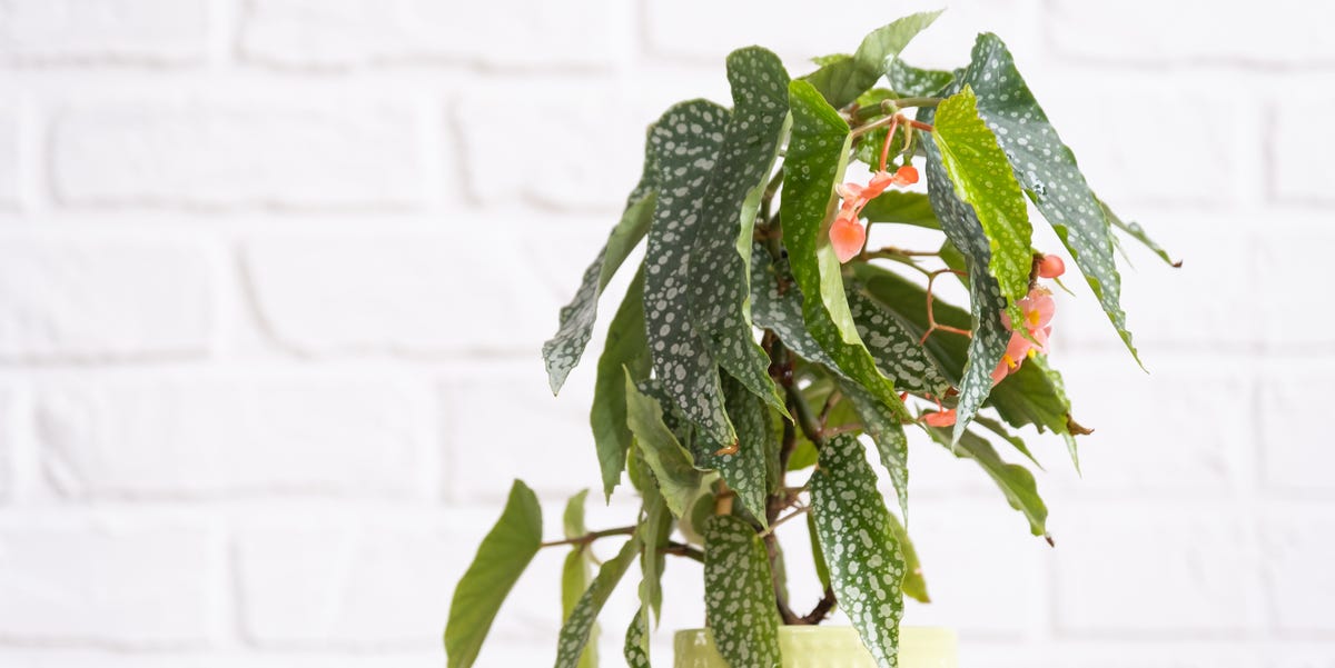 Angel Wing Begonias Are the Underrated Plant Everyone Should Grow