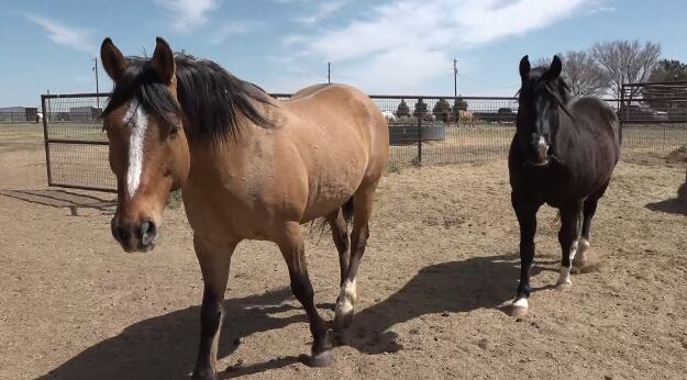 Bell County horse euthanized after testing positive for EHV-1 virus ...