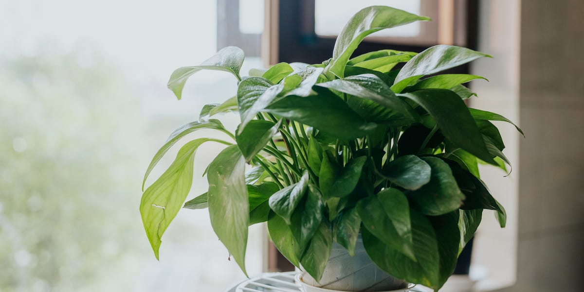 How to care for pothos plants the right way, according to experts