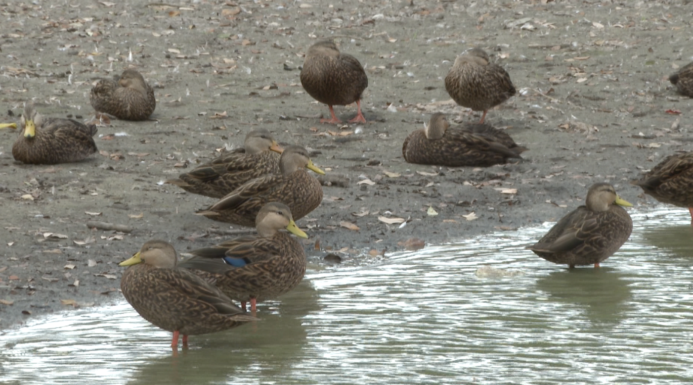 Ducks, Turtles affected as West Guth Pond shrinks