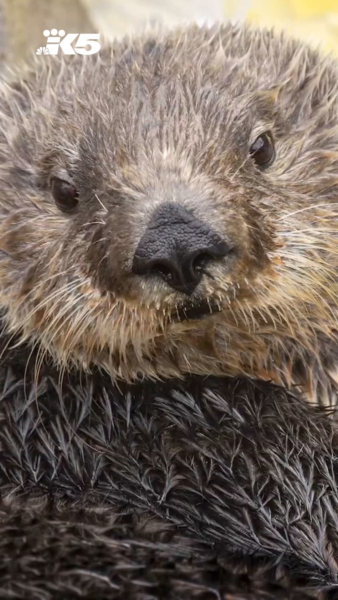 Seattle Aquarium welcomes new otter