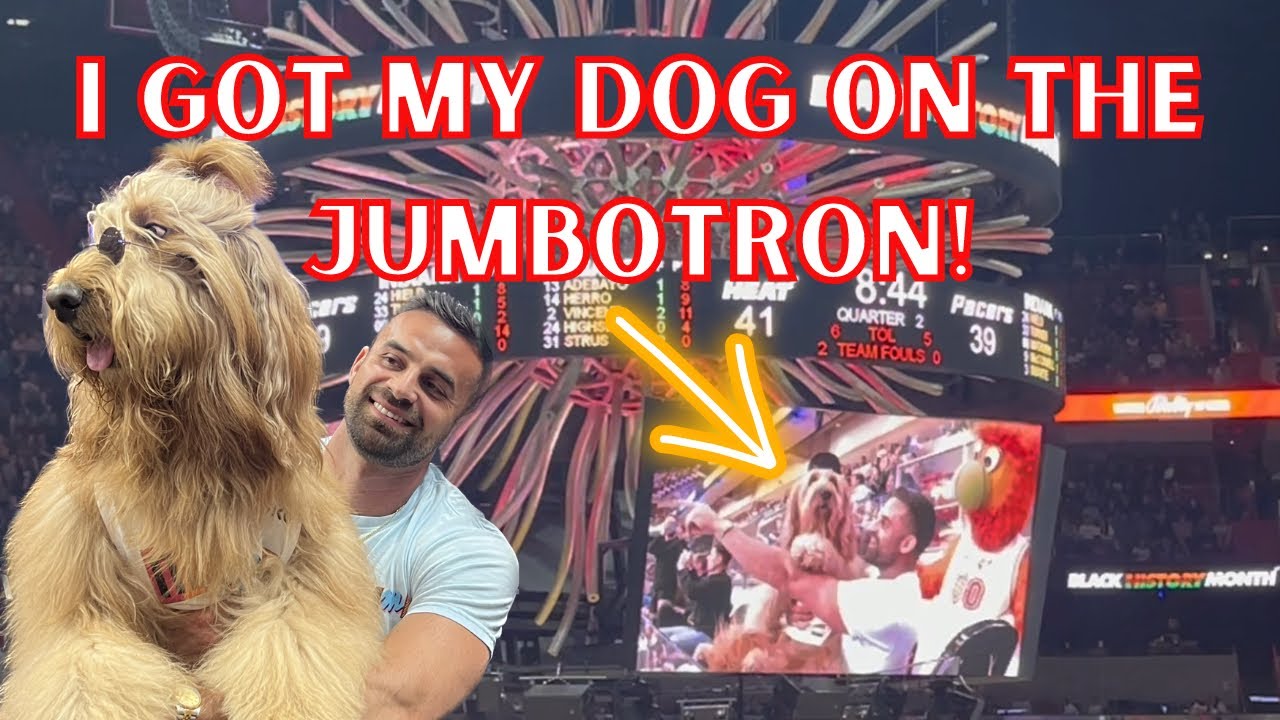 VIP courtside adventure: Brodie the golden retriever steals the show at ...