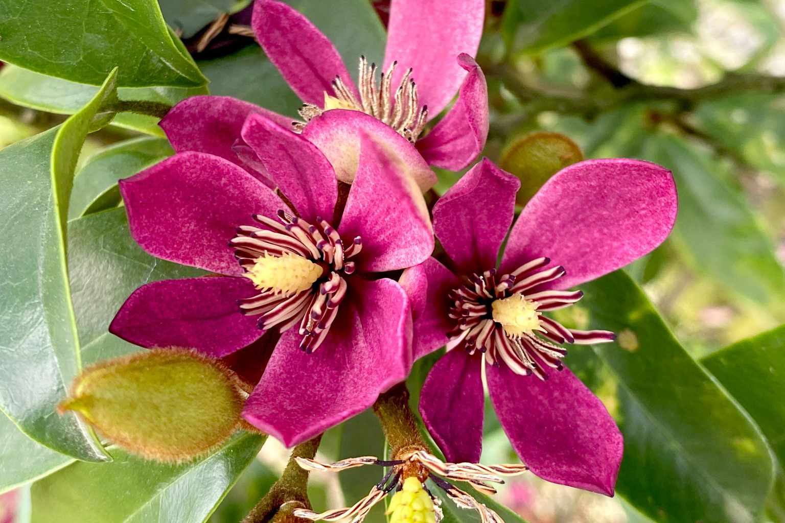This Low-Maintenance Shrub Features Deep Green Foliage And Ruby-Pink Blooms Year After Year