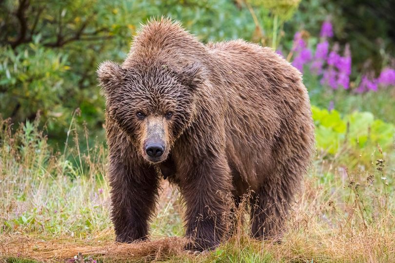 Grizzly bear attacks class of screaming kids with multiple fighting for ...