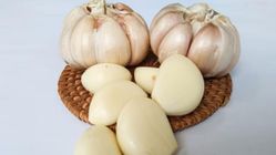 Bawang Putih, Sang Umbi Penuh Khasiat dengan Aroma Tajam
