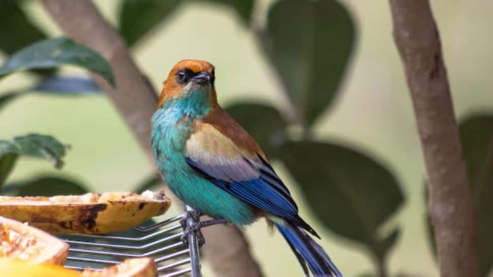 From Indian Peacock To Victoria Crowned Pigeon: Meet 7 Most ...