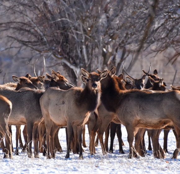 BLM announces Western Slope seasonal closures