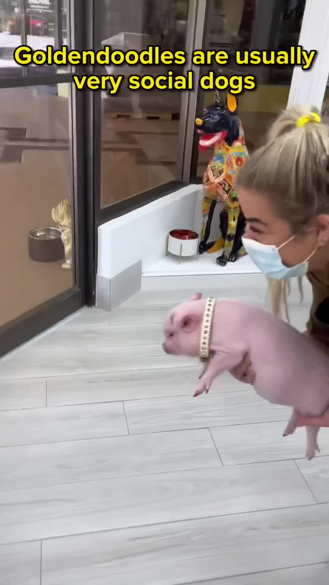 So you think you want a goldendoodle? #goldendoodle #dogeducation #puppies