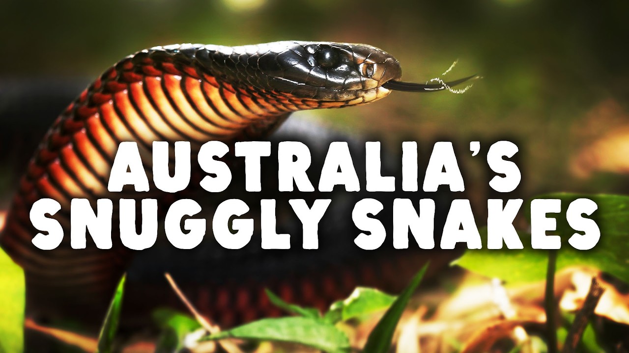 Not everything in Australia wants to kill you