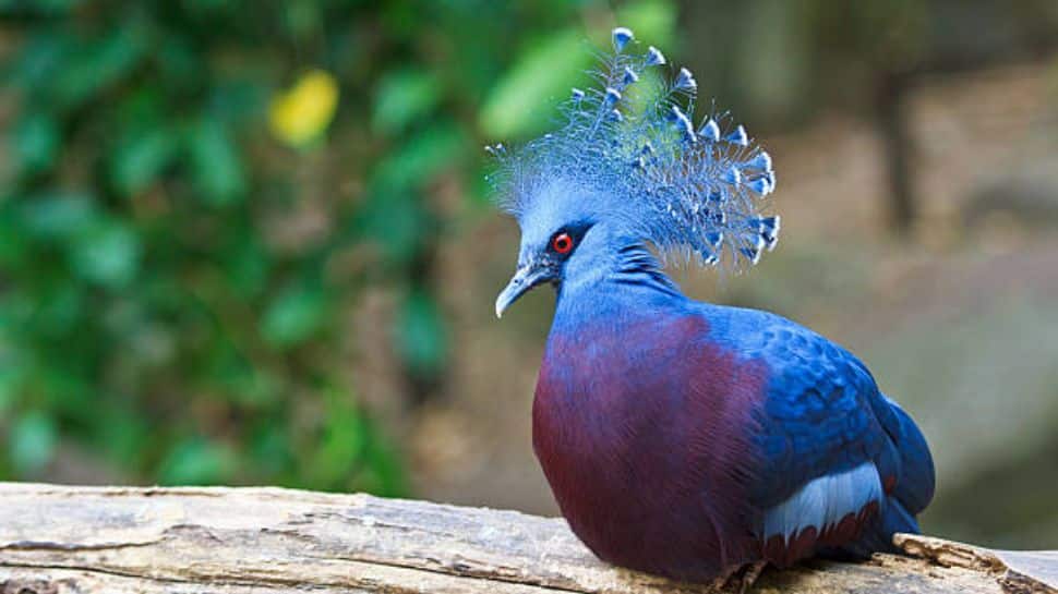 From Indian Peacock To Victoria Crowned Pigeon: Meet 7 Most ...