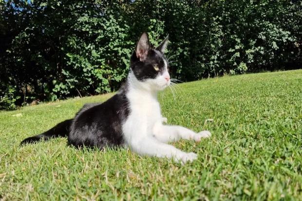 Superstar kitten with 'wobbly cat syndrome' looking for forever home