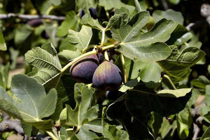 Gardening 101: Common Fig