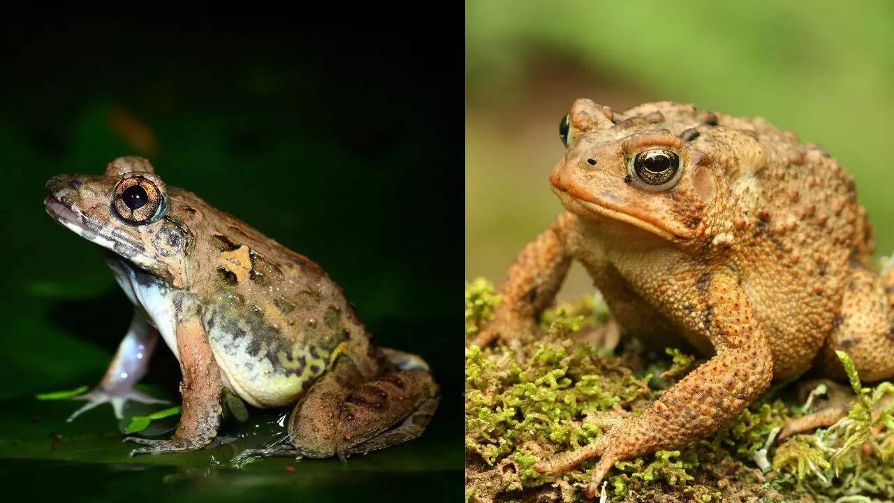 Frogs vs. Toads: How to tell them apart by their skin, movement, eggs ...