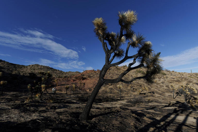 Hundreds of Joshua trees were scorched during the shutdown