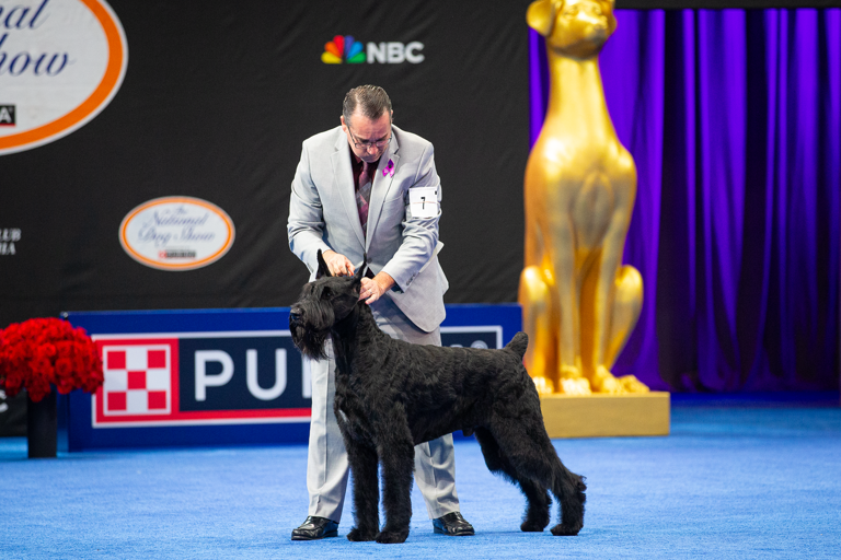 Who won the National Dog Show? Meet the 2025 Best in Show pup