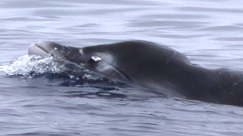 These ‘cryptic’ whales had never been seen alive in the wild before ...