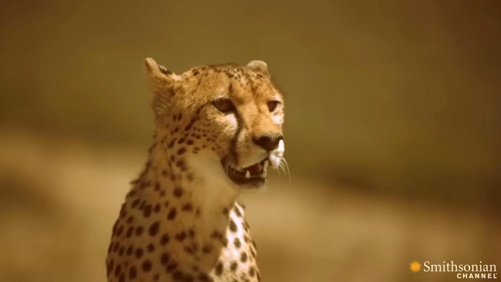 Evolution Gone Wrong: The Animal Builds That Just Don’t Work