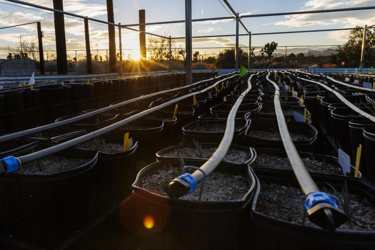 Hundreds of Joshua trees were scorched during the shutdown
