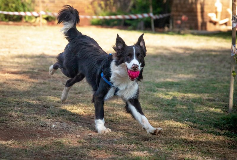 10 Dog Breeds That Get Bored Fast And The Games That Keep Them Happy