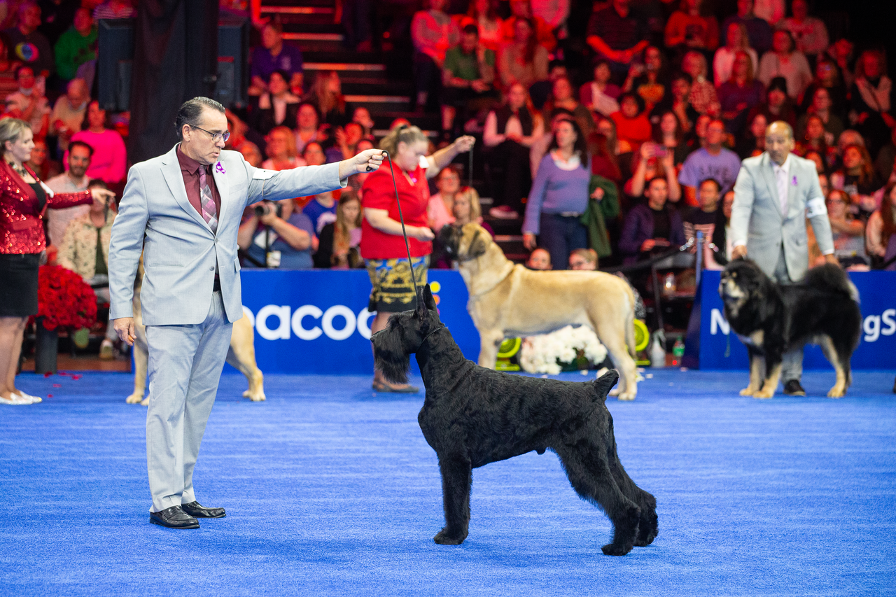 Meet Dino. Will Palm Beach County dog make Best In Show on Thanksgiving?