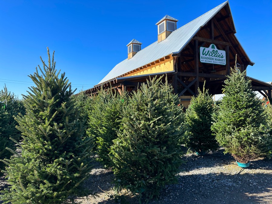 Christmas Tree Festival returns to Boone Hall Farms