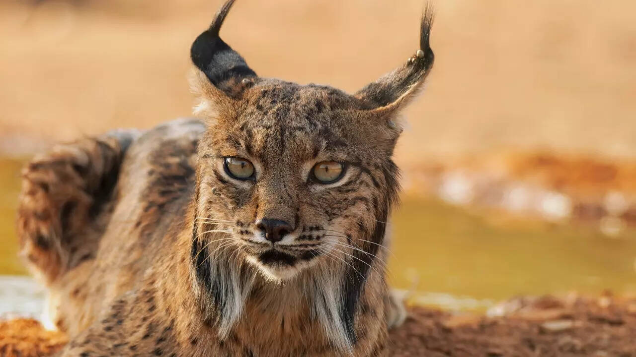 Where to see the world's rarest big cats?
