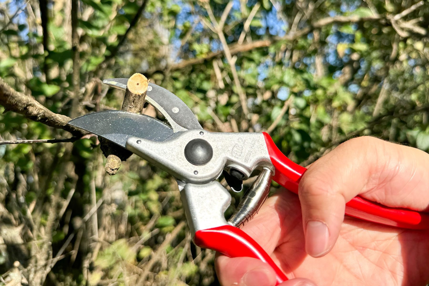 Felco Pruners Review: We Tried It and Got the Cleanest Cuts Around
