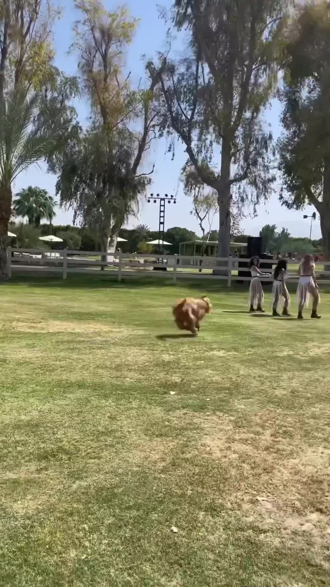 I snuck my dog into Coachella! #goldendoodle #coachella #reaction