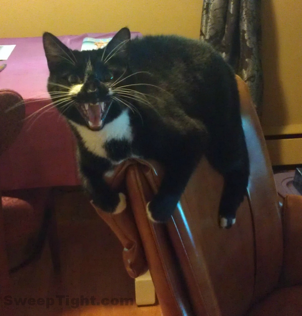 Stewie the Funny Cat Gets New Litter