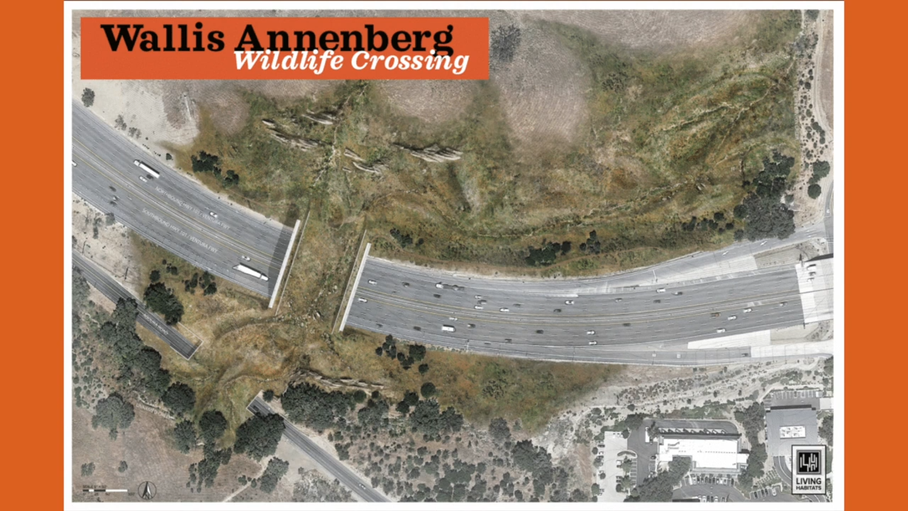 The incredible wildlife bridge protecting America’s animals