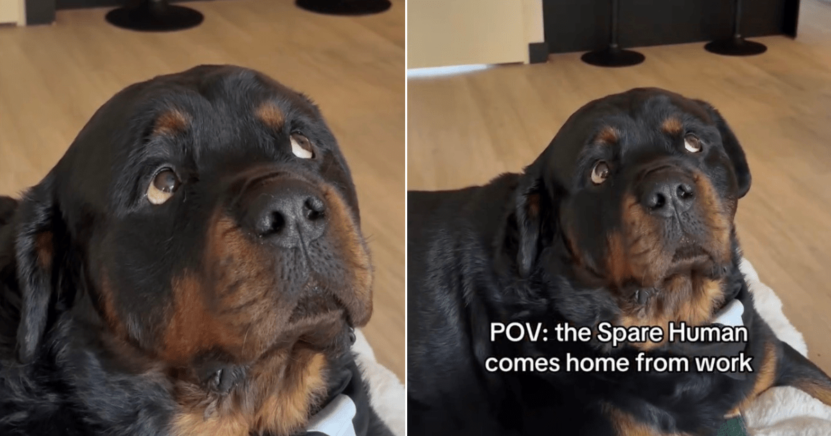 Video: Dog Gives Intense Stare When ‘Spare Human' Comes Home After Work