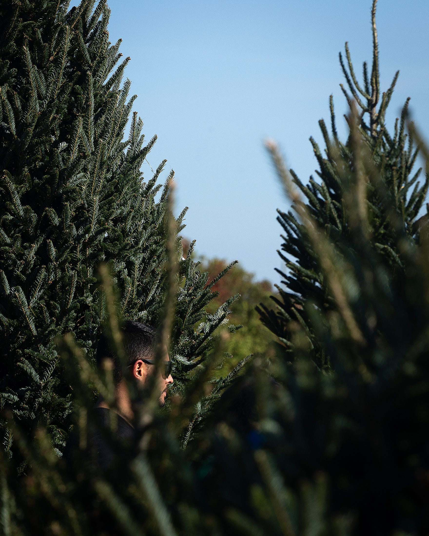 Christmas tree lots in Lafayette offer fresh trees for families