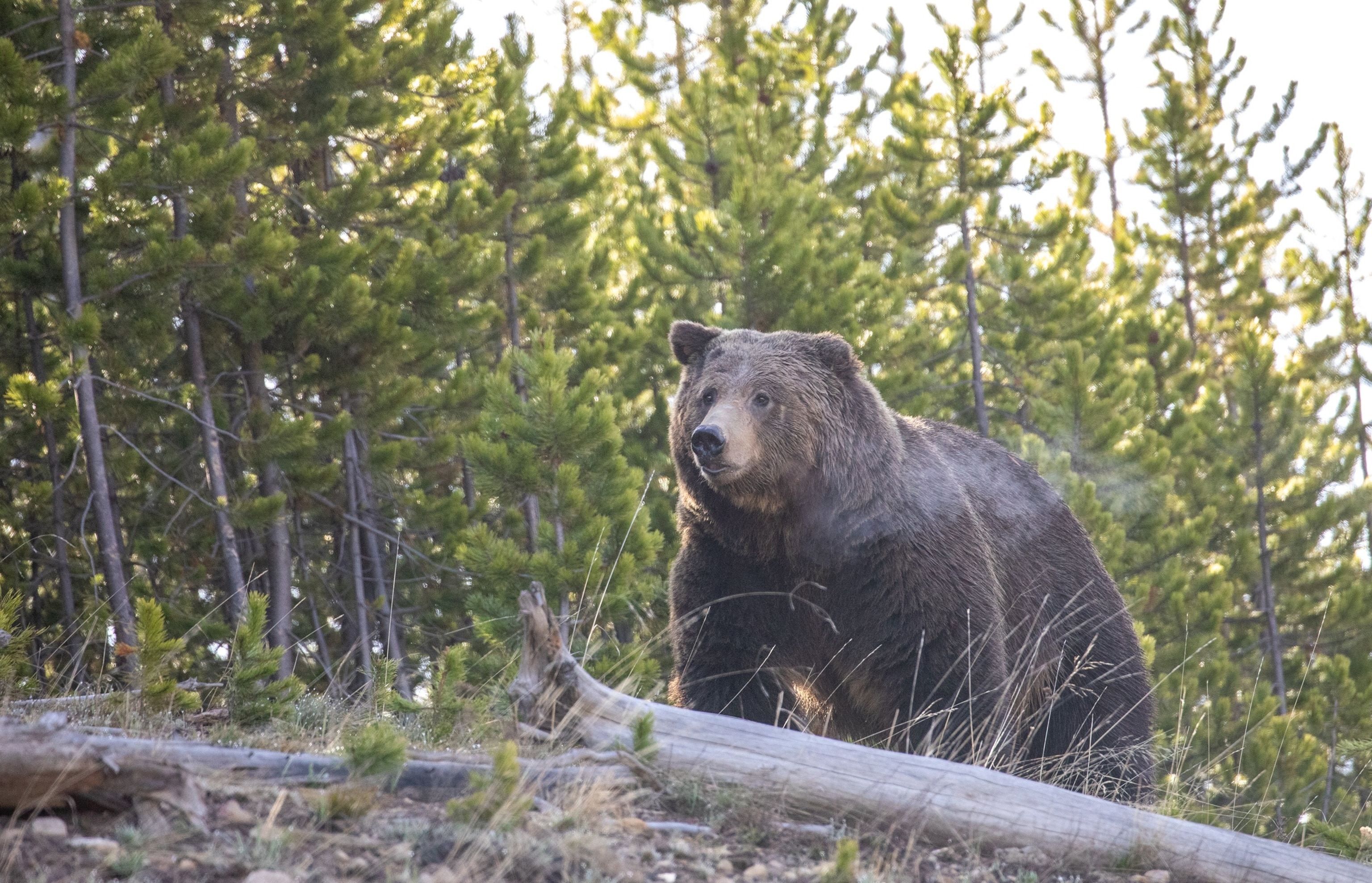Grizzly bear attacks school group in Canada's British Columbia province ...