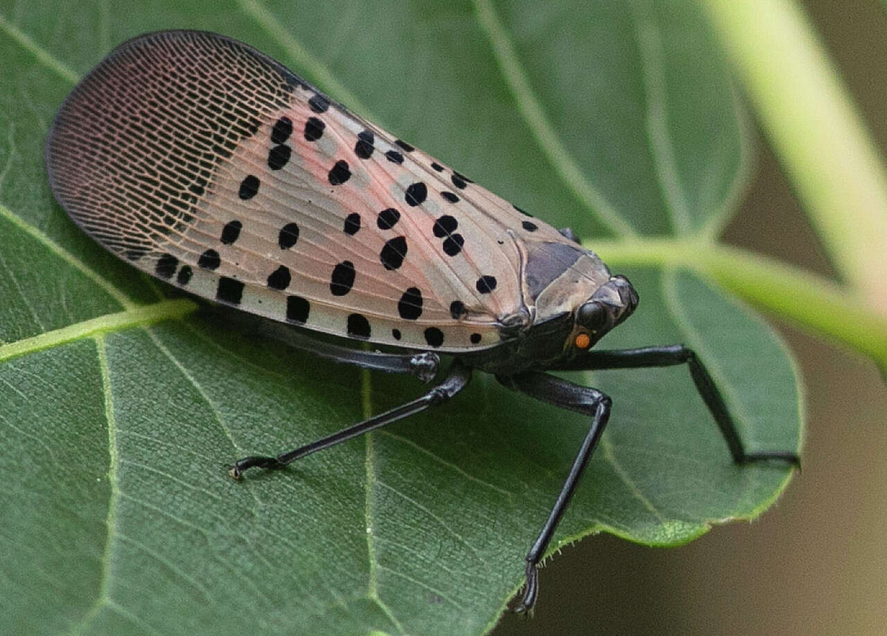 Invasive insect lab in Connecticut faces closure from federal government