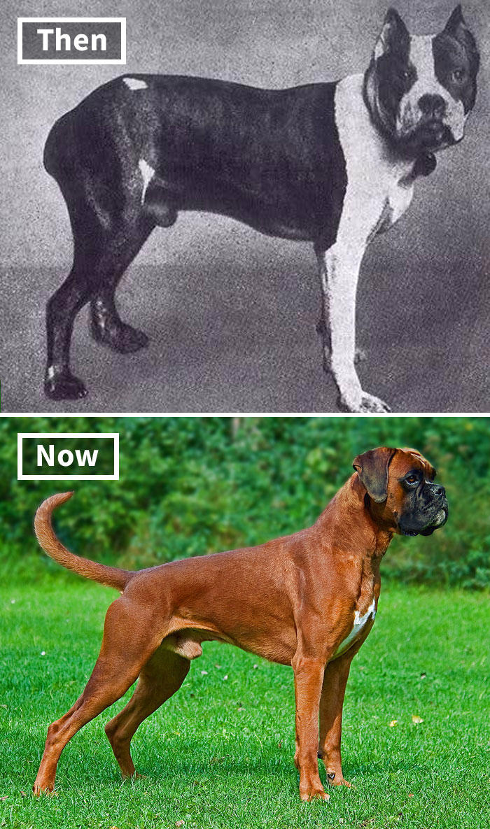 The effect of selective breeding: Dog breeds today vs 100 years ago