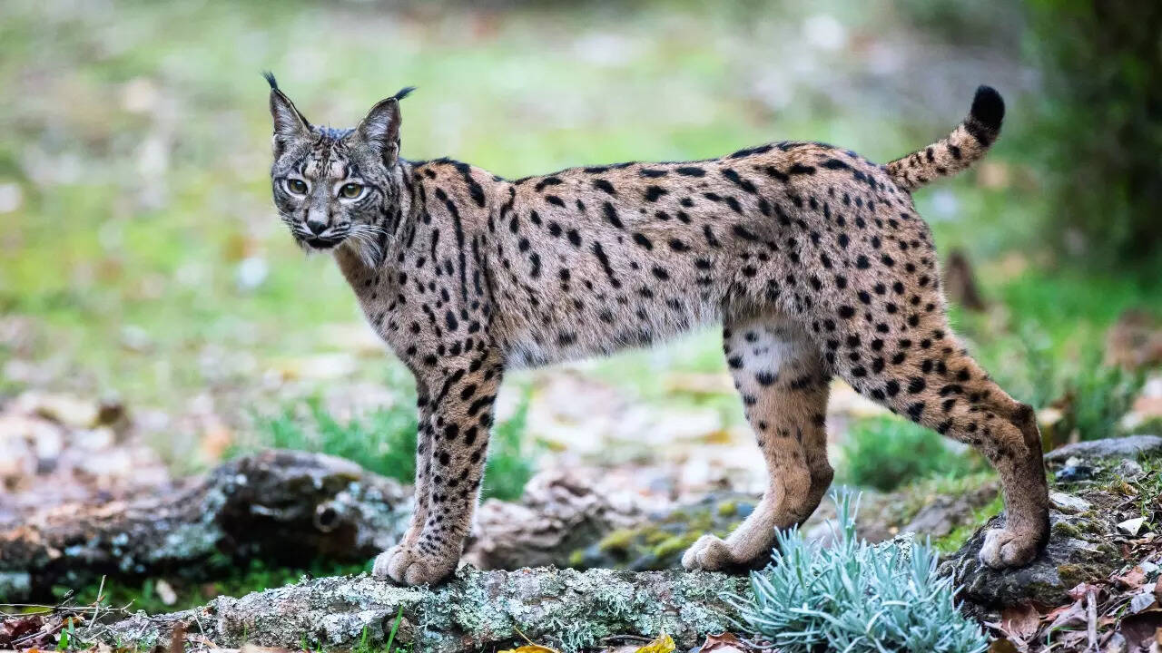 Where to see the world's rarest big cats?