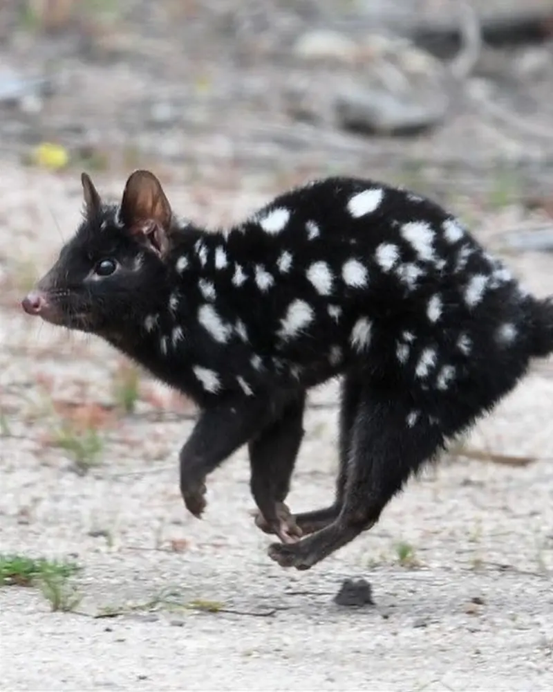 Quoll Malhado: Esse animal parece ter saído direto dos desenhos animados