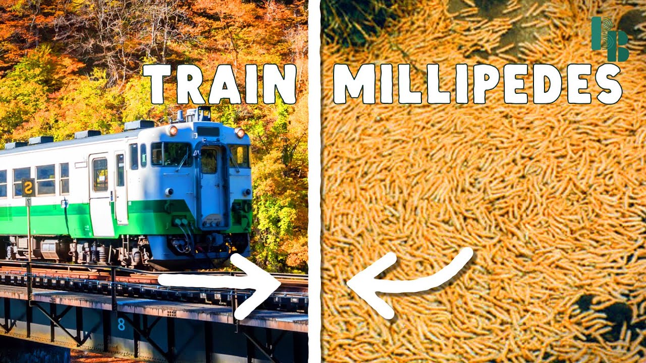 These millipedes stopped a train