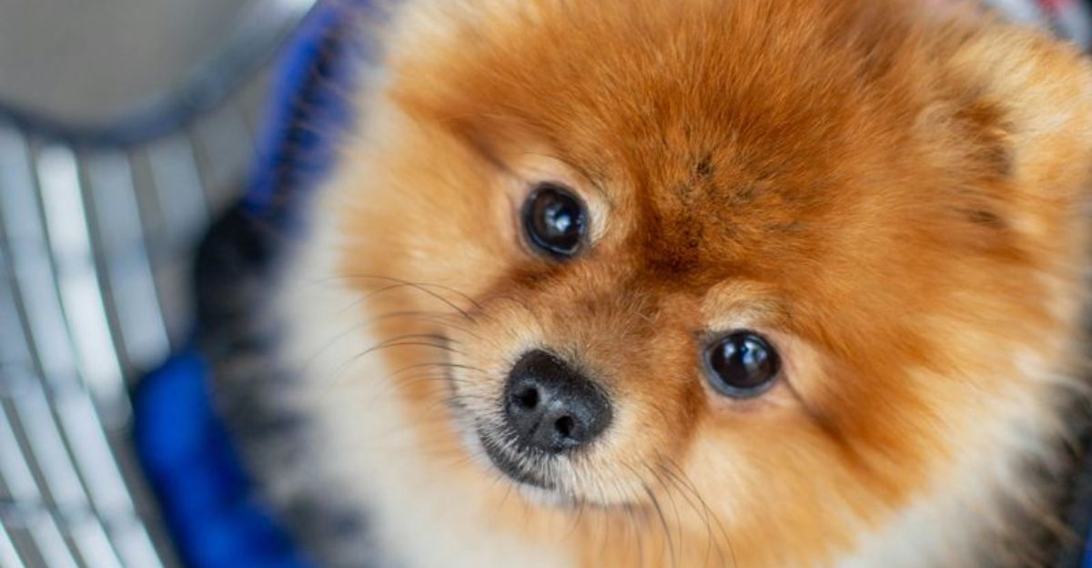 14 Small Dog Types That Think They're Giants (And The Grooming They ...