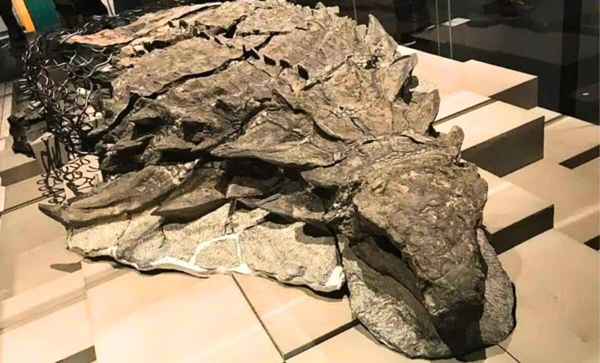 Scientists Unearth 110 Million Year Old Dinosaur Mummy In Canada With