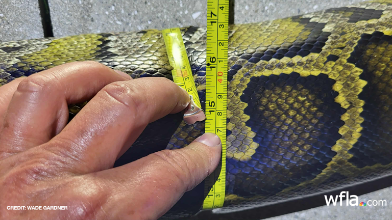 Man finds nearly 12 foot python in Florida neighborhood