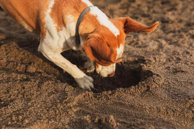 Can Dogs Sense Evil? The Sixth Sense in Dogs
