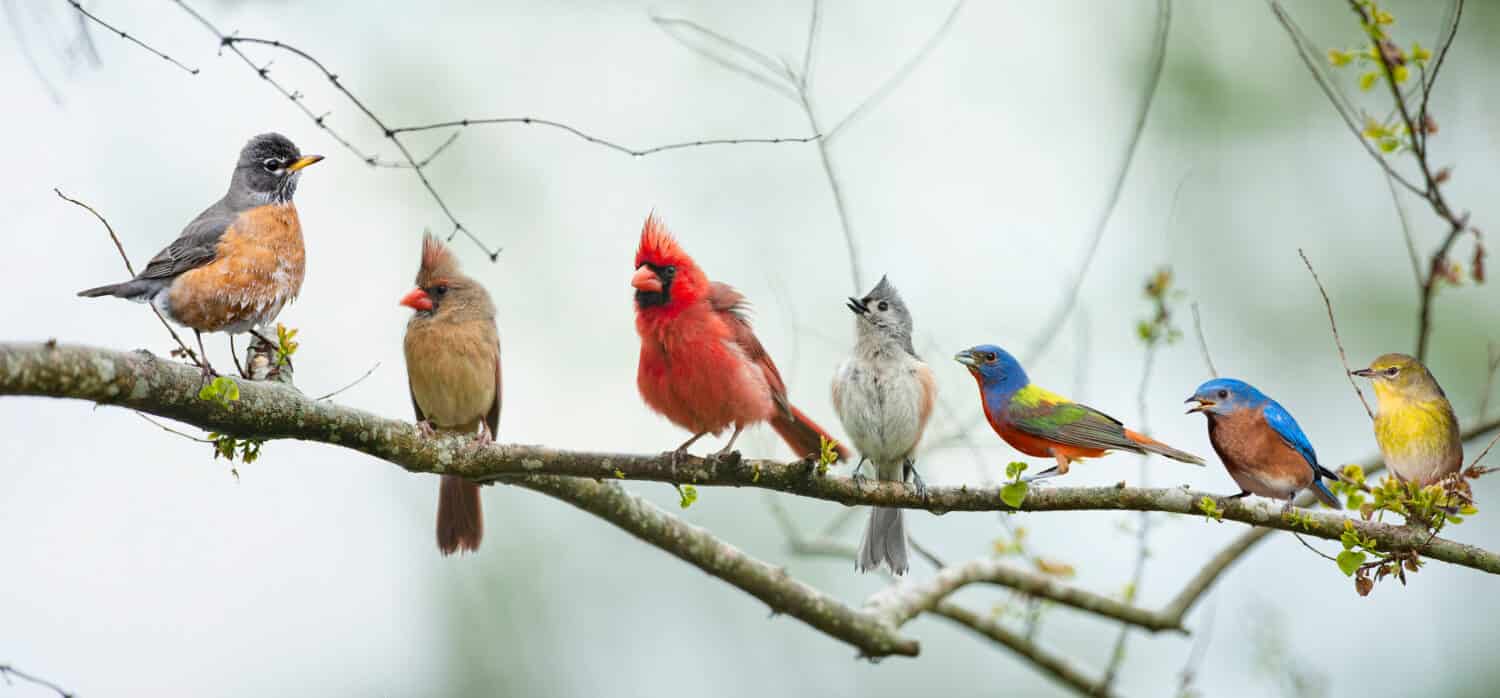 25 Extinct Bird Species the World Will Never See Again